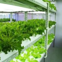 China Square Meter Hydroponics Film Greenhouse Facility for Year-Round Crop Production for sale