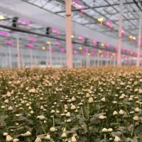 China Hot DIP Galvanized Steel Glass Greenhouse JX-A0082 for Commercial Greenhouse Market for sale