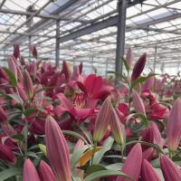 China Hot DIP Galvanized Steel Glass Greenhouse JX-A0082 for Commercial Greenhouse Market for sale