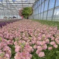 China Hot DIP Galvanized Steel Glass Greenhouse JX-A0082 for Commercial Greenhouse Market for sale