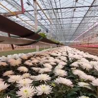 China Hot DIP Galvanized Steel Glass Greenhouse JX-A0082 for Commercial Greenhouse Market for sale
