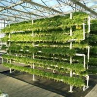 China Galvanized Steel Tube Glass Greenhouse with Irrigation and Excellent Customer Service for sale