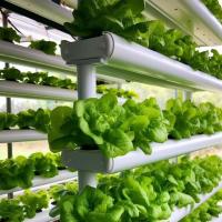China Galvanized Steel Tube Glass Greenhouse with Irrigation and Excellent Customer Service for sale