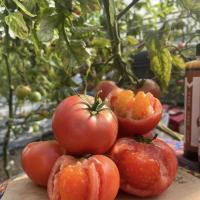 China Galvanized Steel Tube Glass Greenhouse with Irrigation and Excellent Customer Service for sale