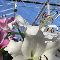 China Double Layer Commercial Greenhouse for Intelligent Planting of Vegetables and Flowers for sale
