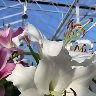 China Double Layer Commercial Greenhouse for Intelligent Planting of Vegetables and Flowers for sale