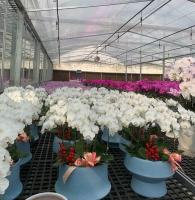 China Greenhouse for Seedling Cultivation Illuminated by Wet Curtain and Customizable Options for sale
