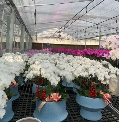 China Greenhouse for Seedling Cultivation Illuminated by Wet Curtain and Customizable Options for sale