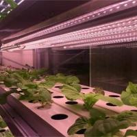 China Greenhouse for Seedling Cultivation Illuminated by Wet Curtain and Customizable Options for sale