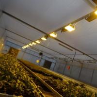 China Greenhouse for Seedling Cultivation Illuminated by Wet Curtain and Customizable Options for sale