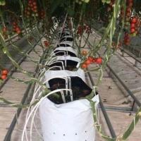 China Greenhouse for Seedling Cultivation Illuminated by Wet Curtain and Customizable Options for sale