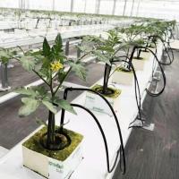 China Customized Greenhouse for Agriculture Commercial Glass/Tempering Glass/Float Glass for sale