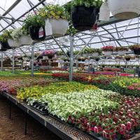 China Customized Greenhouse for Agriculture Commercial Glass/Tempering Glass/Float Glass for sale