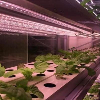 China Double Layer Water Sprayer Controlled Illuminating Greenhouse for Planting Solutions for sale