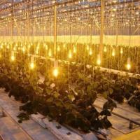 China Double Layer Water Sprayer Controlled Illuminating Greenhouse for Planting Solutions for sale