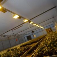 China Glass Cover JX-GG-12 Shaded Hydroponic Seedling Facility Illuminate Greenhouse by Juxiang for sale