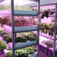 China jx-gg-002 Illuminating Hydroponic Humidity Seedling Film Greenhouse and Return Refunds for sale