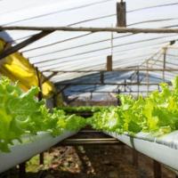 China Hydroponic Seedling Facility Indoor Shading Film Greenhouse with Outdoor Shading for sale