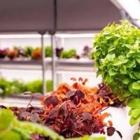 China Hydroponic Seedling Facility Indoor Shading Film Greenhouse with Outdoor Shading for sale