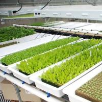 China Hydroponic Seedling Facility Indoor Shading Film Greenhouse with Outdoor Shading for sale