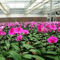 China Hydroponic Seedling Facility Indoor Shading Film Greenhouse with Outdoor Shading for sale