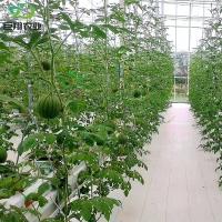 China Customized Span 8m 9.6m 12m Greenhouse for Cucumber Made of Hot-DIP Galvanized Steel Pipe for sale