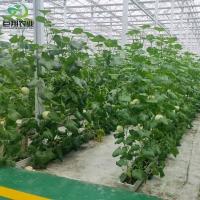 China Customized Span 8m 9.6m 12m Greenhouse for Cucumber Made of Hot-DIP Galvanized Steel Pipe for sale