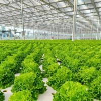 China Reasonably Priced Glass Greenhouse for Large Vegetable Production and Large Size for sale