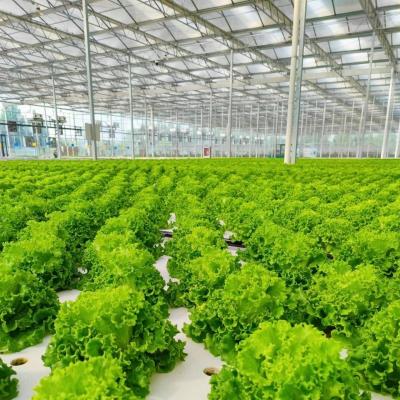 China Reasonably Priced Glass Greenhouse for Large Vegetable Production and Large Size for sale