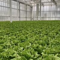 China Reasonably Priced Glass Greenhouse for Large Vegetable Production and Large Size for sale