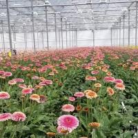 China Large Glass Covered Greenhouse Shelter for Flower Cultivation Cultivating Flowers for sale
