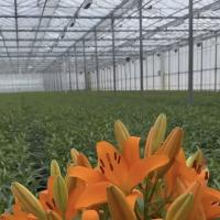 China Large Glass Covered Greenhouse Shelter for Flower Cultivation Cultivating Flowers for sale