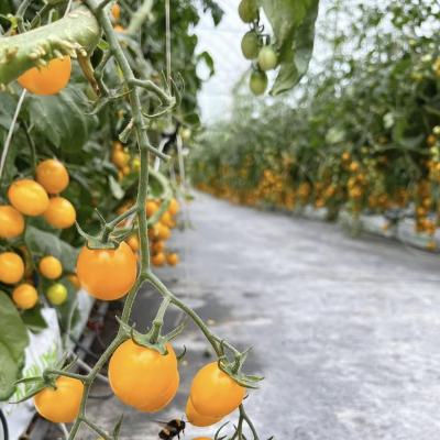 China Ju Xiang Glass Greenhouse with Type Roof Shipping Cost and Estimated Delivery Time for sale