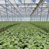 China Ju Xiang Glass Greenhouse with Type Roof Shipping Cost and Estimated Delivery Time for sale