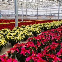 China Chinese Origin Glass Greenhouse The Perfect Solution for Large-Scale Commercial Farming for sale
