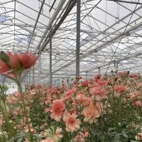 China Double Layer Glass Greenhouse Canopy for Flowers 50.00cm * 60.00cm * 80.00cm Package Size for sale