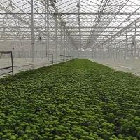 China Double Layer Glass Greenhouse Canopy for Flowers 50.00cm * 60.00cm * 80.00cm Package Size for sale