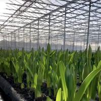 China Double Layer Glass Greenhouse Canopy for Flowers 50.00cm * 60.00cm * 80.00cm Package Size for sale