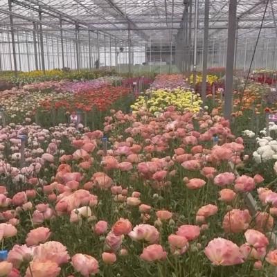 China Customized Double Layer Multi Glass Greenhouse for Flowers Made to Your Specifications for sale