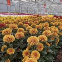 China Multi Span Shading Screen System Glass Greenhouse Package Size 50.00cm * 60.00cm * 80.00cm for sale