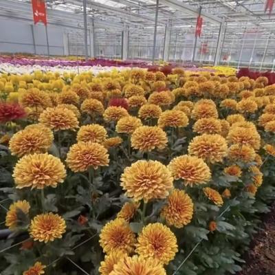 China Multi Span Shading Screen System Glass Greenhouse Package Size 50.00cm * 60.00cm * 80.00cm for sale