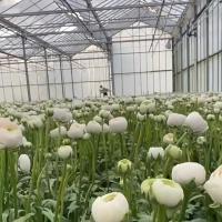 China US 20/Square Meter Ju Xiang Glass Greenhouse for Cultivating Vegetables Full Payment for sale
