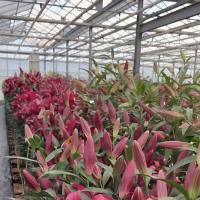 China Chinese Origin Glass Greenhouse Canopy for Flowers 30-Day Return 100.000kg Gross Weight for sale