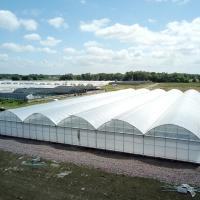 China 8m 9.6m 12m Customized Span Film Plastic Agriculture with Hydroponics Growing System for sale