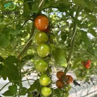 China Aluminum Frame Glass Garden Greenhouse Victorian Commercial Greenhouse for Vegetables for sale