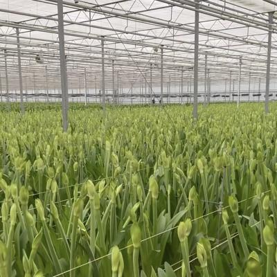 China Float Glass Greenhouse for Growing Plants Package Size 50.00cm * 60.00cm * 80.00cm for sale