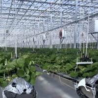 China Float Glass Greenhouse for Growing Plants Package Size 50.00cm * 60.00cm * 80.00cm for sale