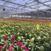 China US Currency Glass Greenhouse for Growing Plants 100.000kg Package Gross Weight for sale