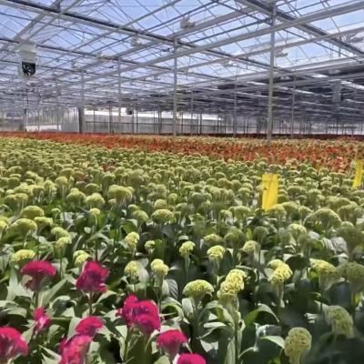 China US Currency Glass Greenhouse for Growing Plants 100.000kg Package Gross Weight for sale
