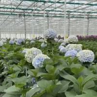 China US Currency Glass Greenhouse for Growing Plants 100.000kg Package Gross Weight for sale